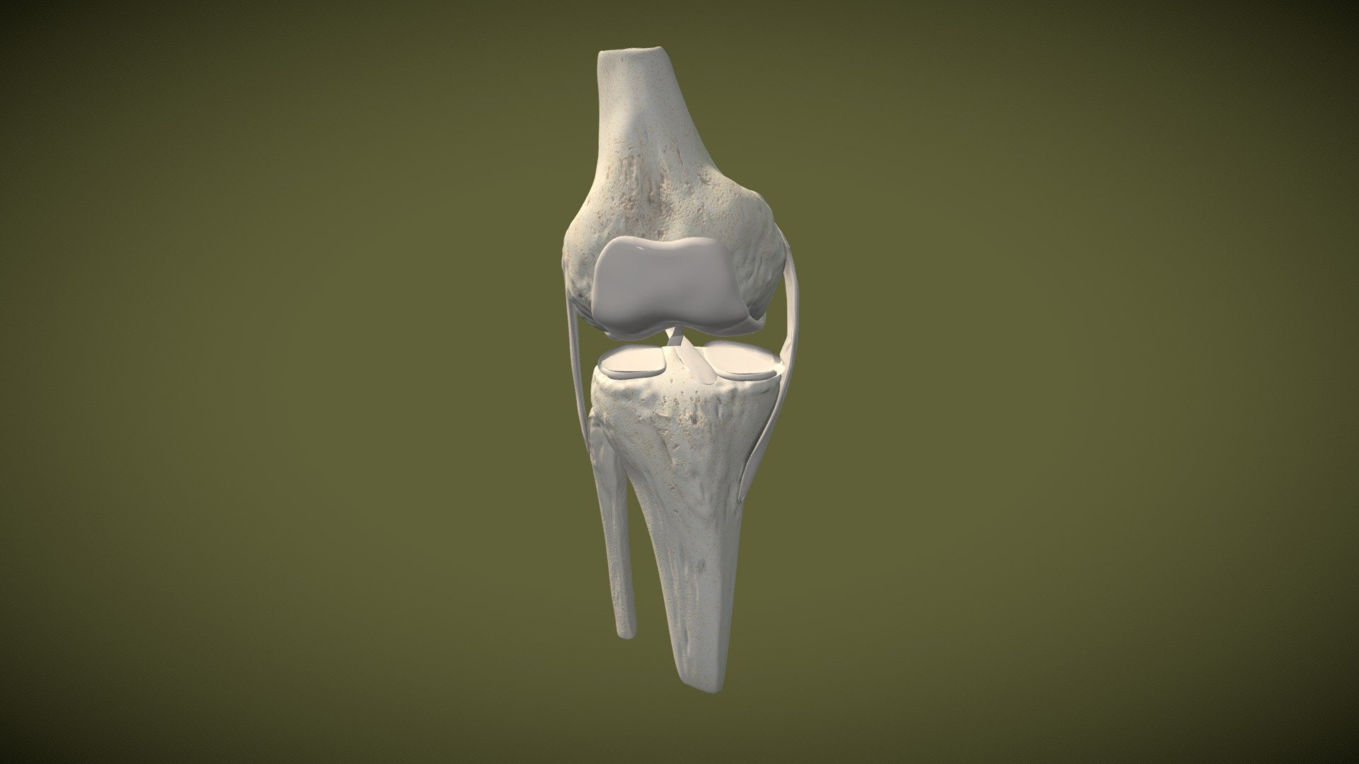Anatomy of the Knee Joint - 3D model by kbaker37 [0abf0d0] - Sketchfab