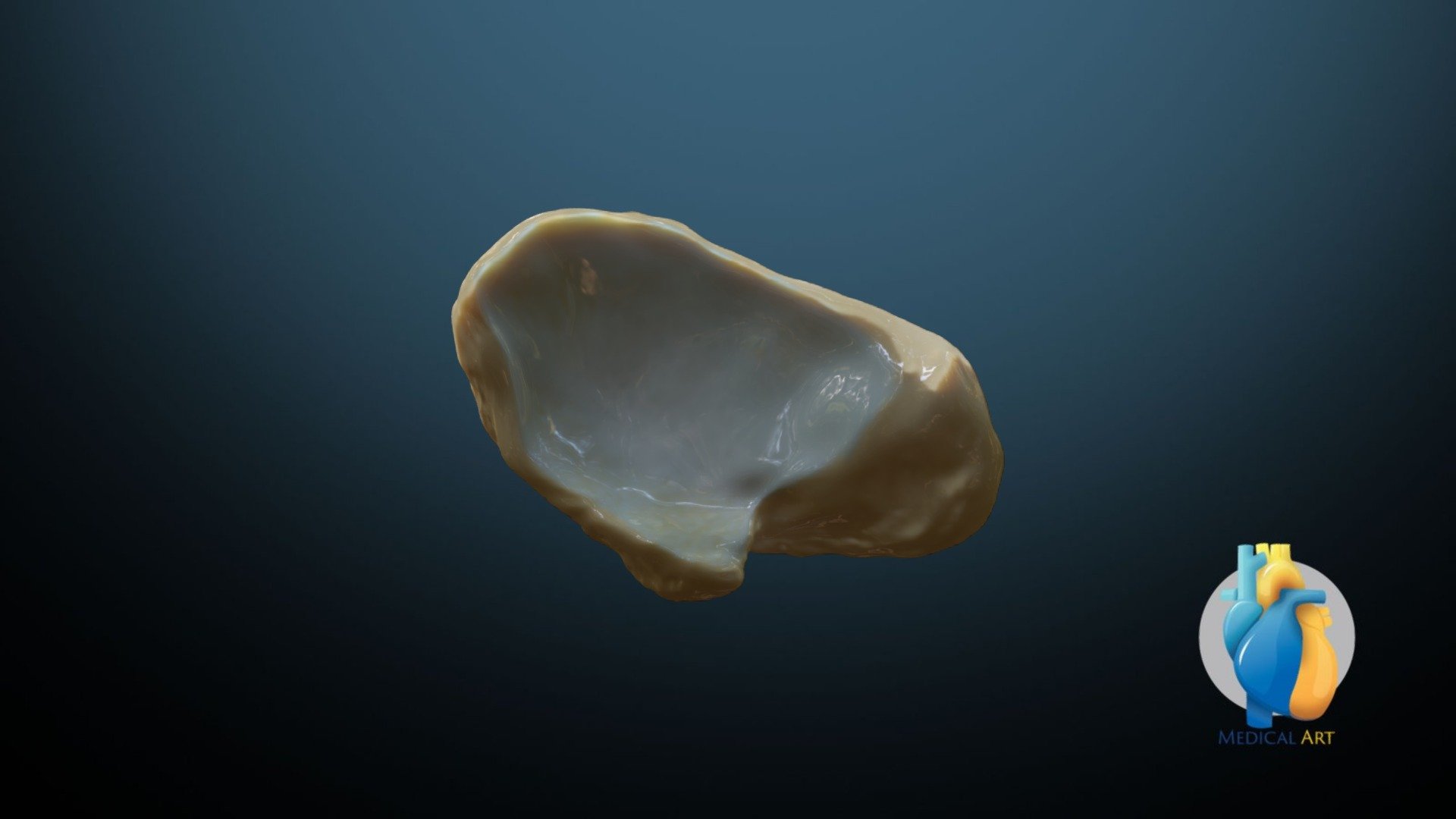 Navicular - Buy Royalty Free 3D model by Catherine Sulzmann (@csulzmann ...