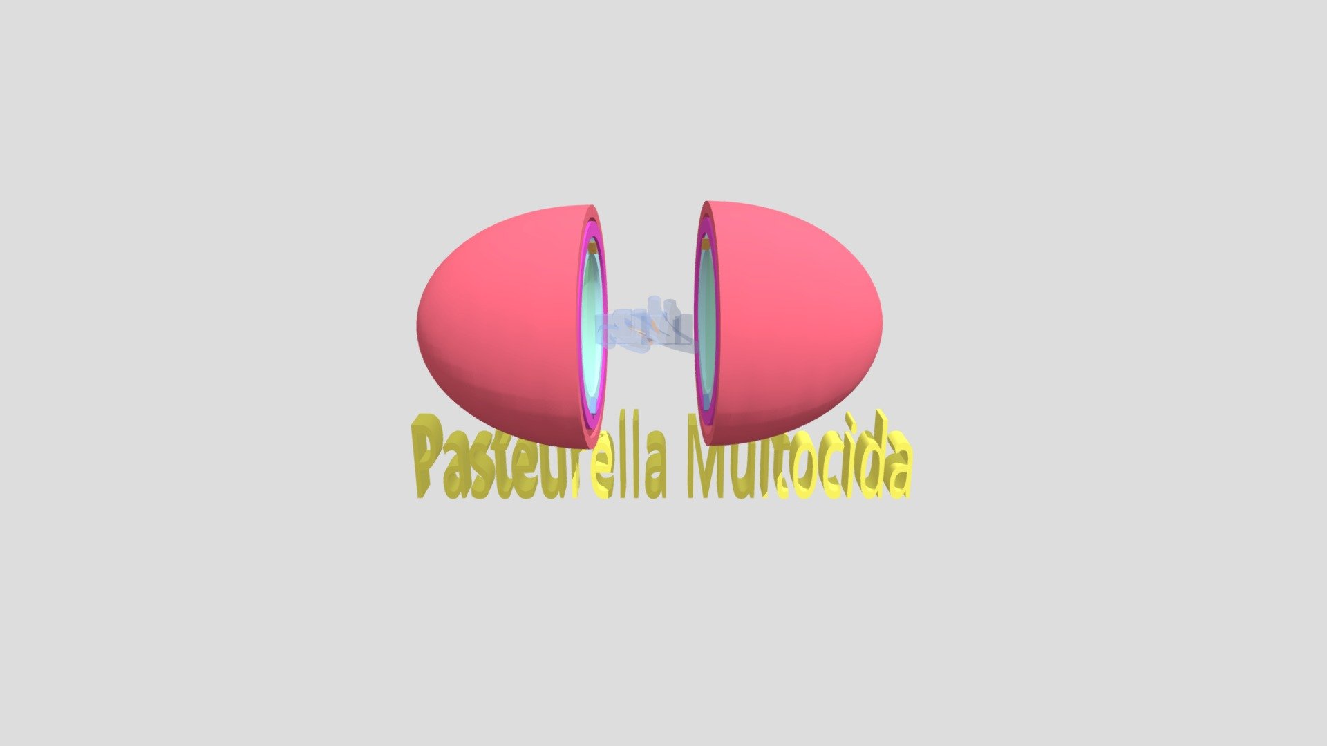 Pasteurella Multocida (5) - 3D model by diegosini22 [0ad1b06] - Sketchfab