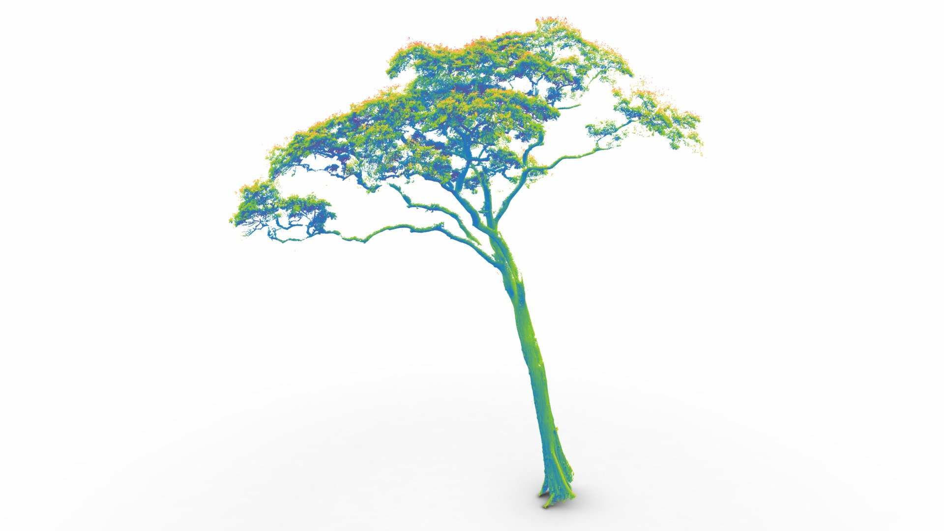 Tropical tree in Yangambi, DRC - 3D model by Q-ForestLab (Ghent ...