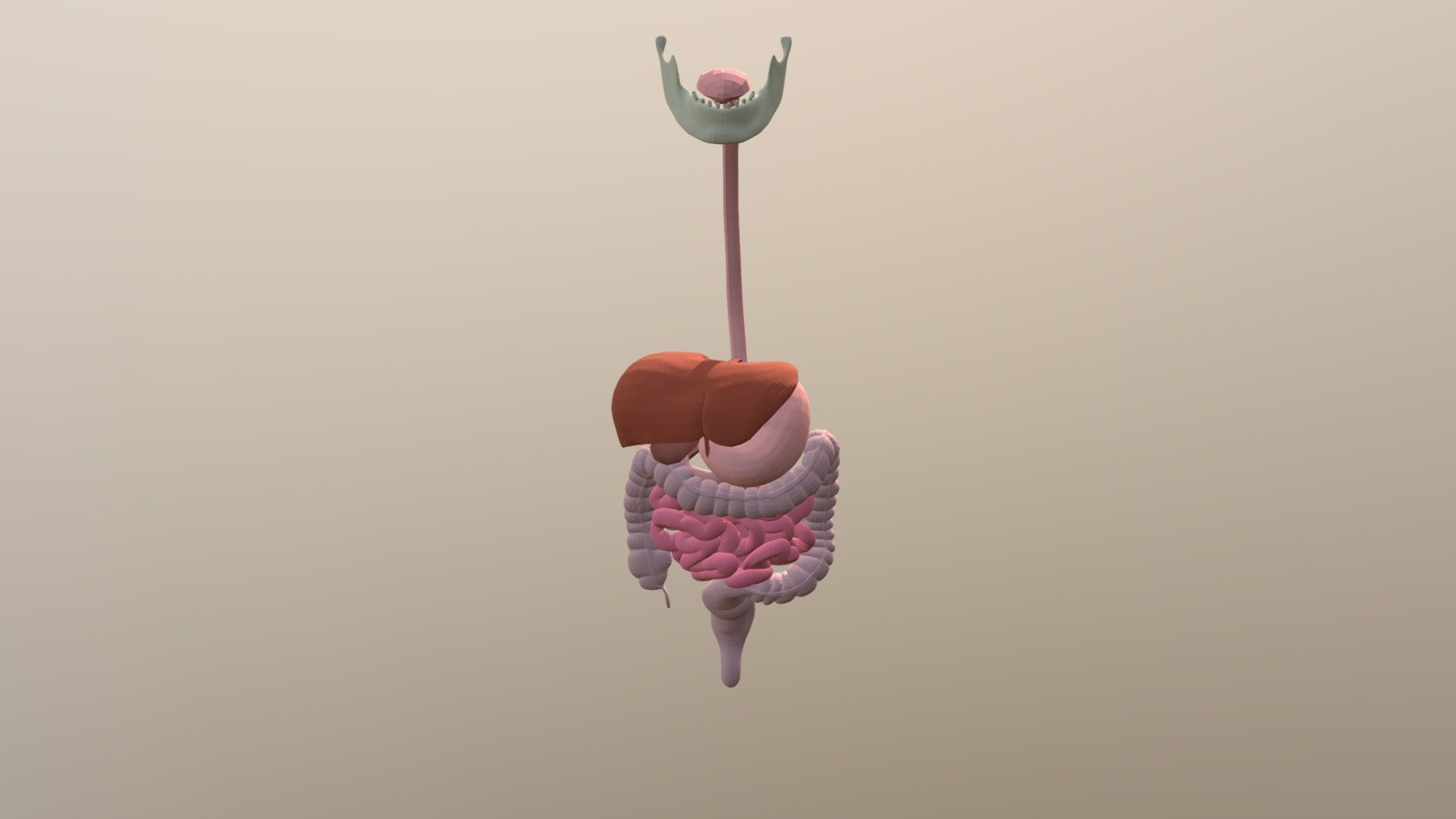 Digestive System - 3D model by Ramon Duterte Memorial National High ...