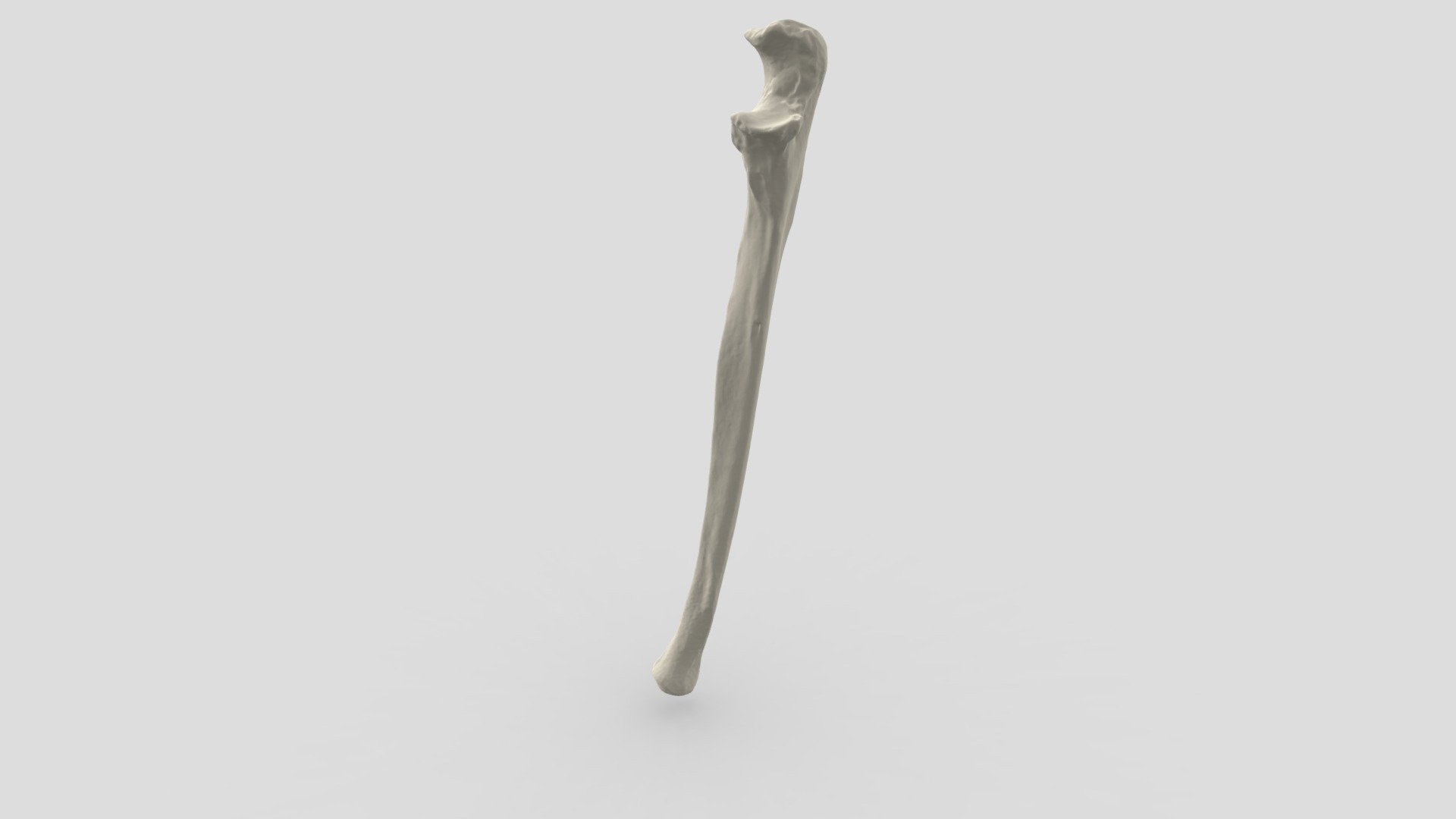 ulna - 3D model by LUIZSAIS (@LUIZSAISS) [0adc436] - Sketchfab