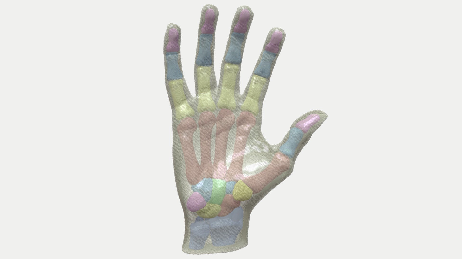 Transparent hand with bones - 3D model by pearsetoomey [0ae2074 ...