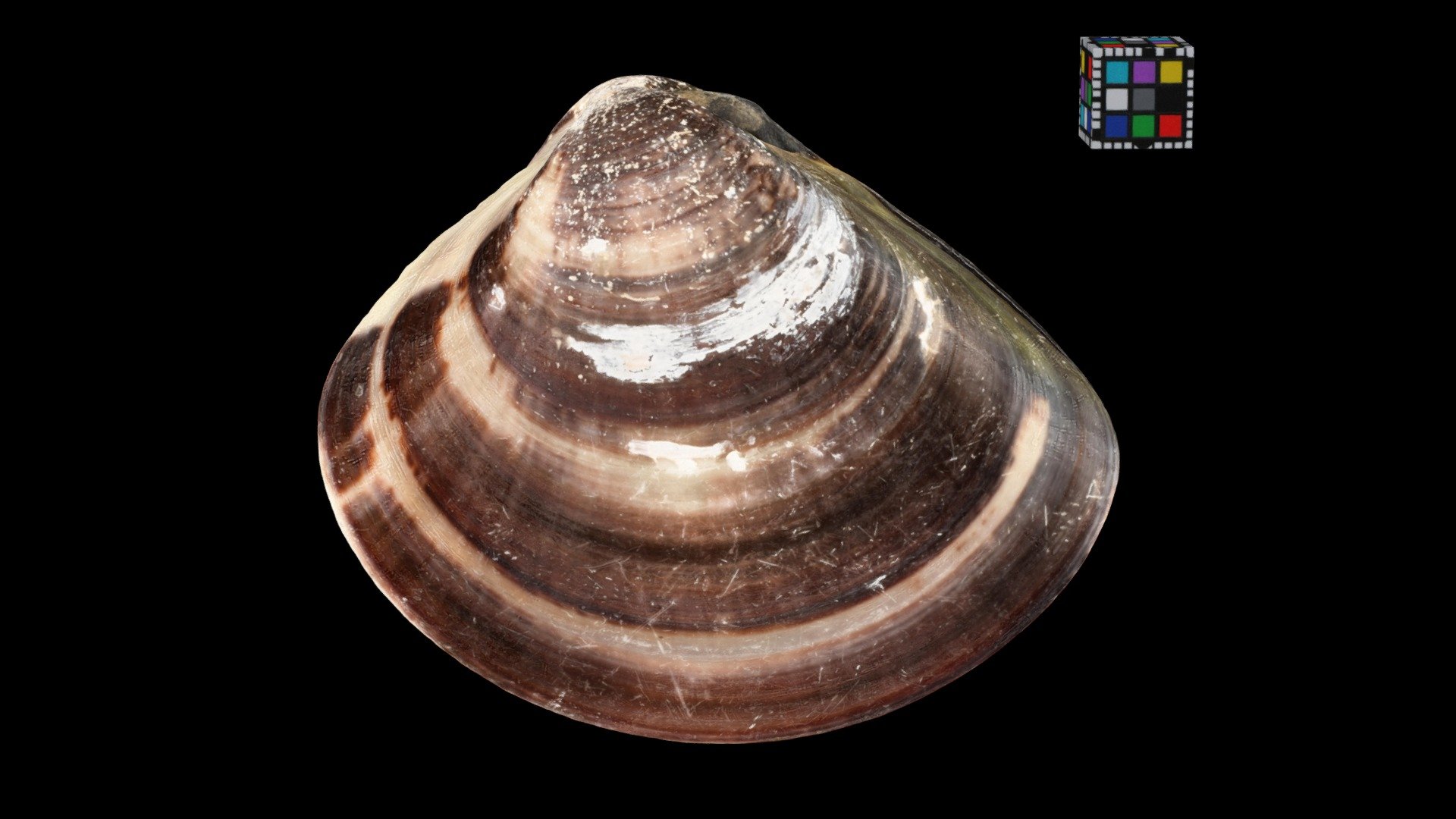 ハマグリ Japanese Hard Clam, Meretrix lusoria - Download Free 3D model by ...