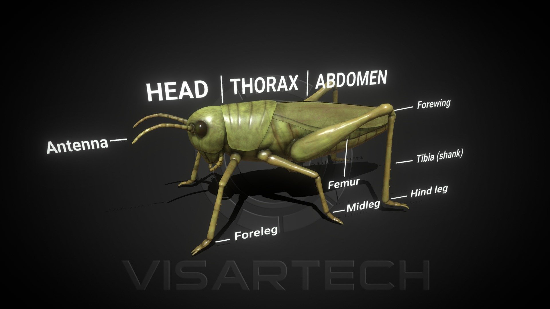 Locust - 3D model by Visartech [0ae5bbe] - Sketchfab