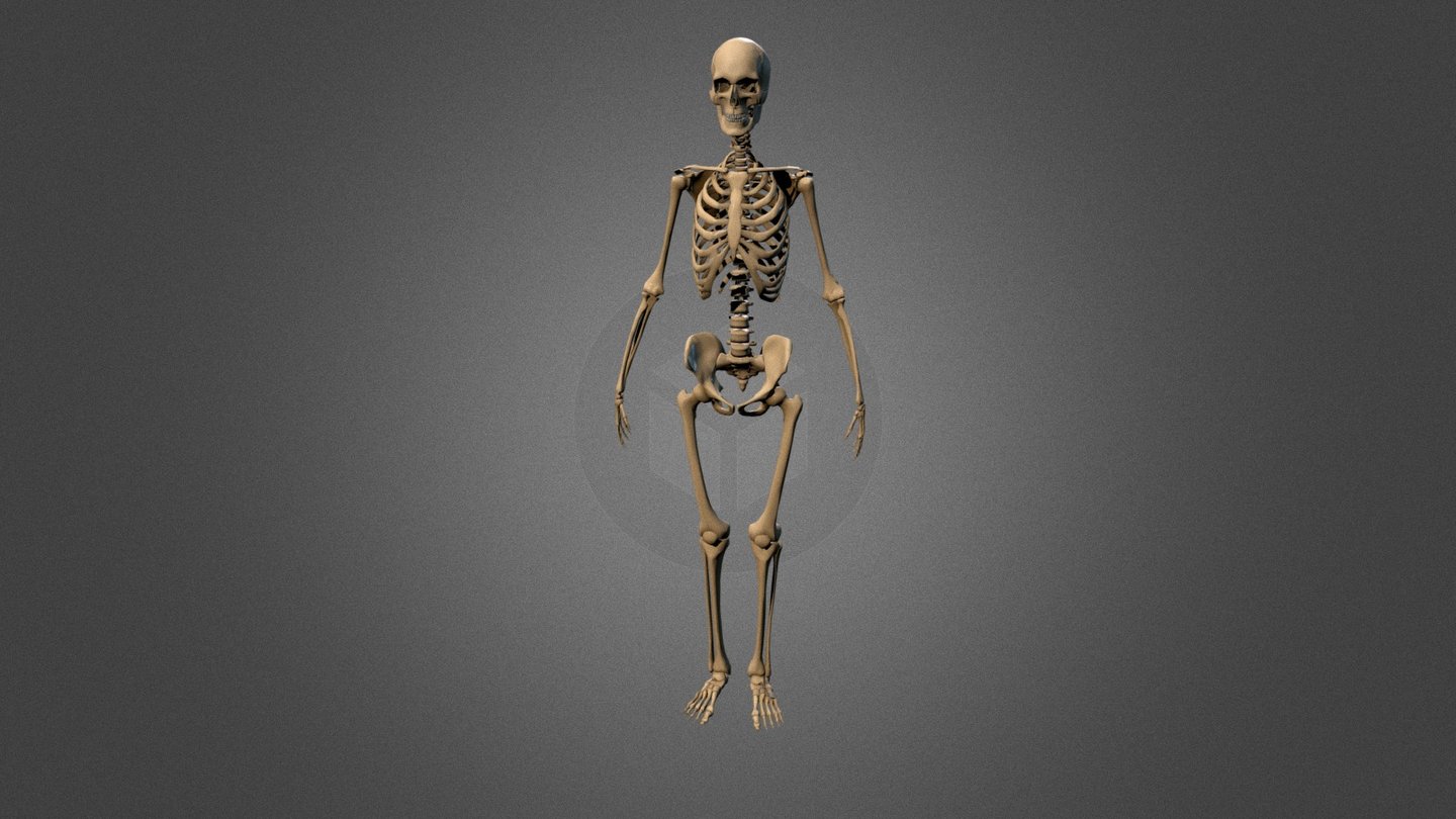 Anatomy Human Skeleton - 3D model by ha.thuc.huynh.1981 [0ae74aa ...