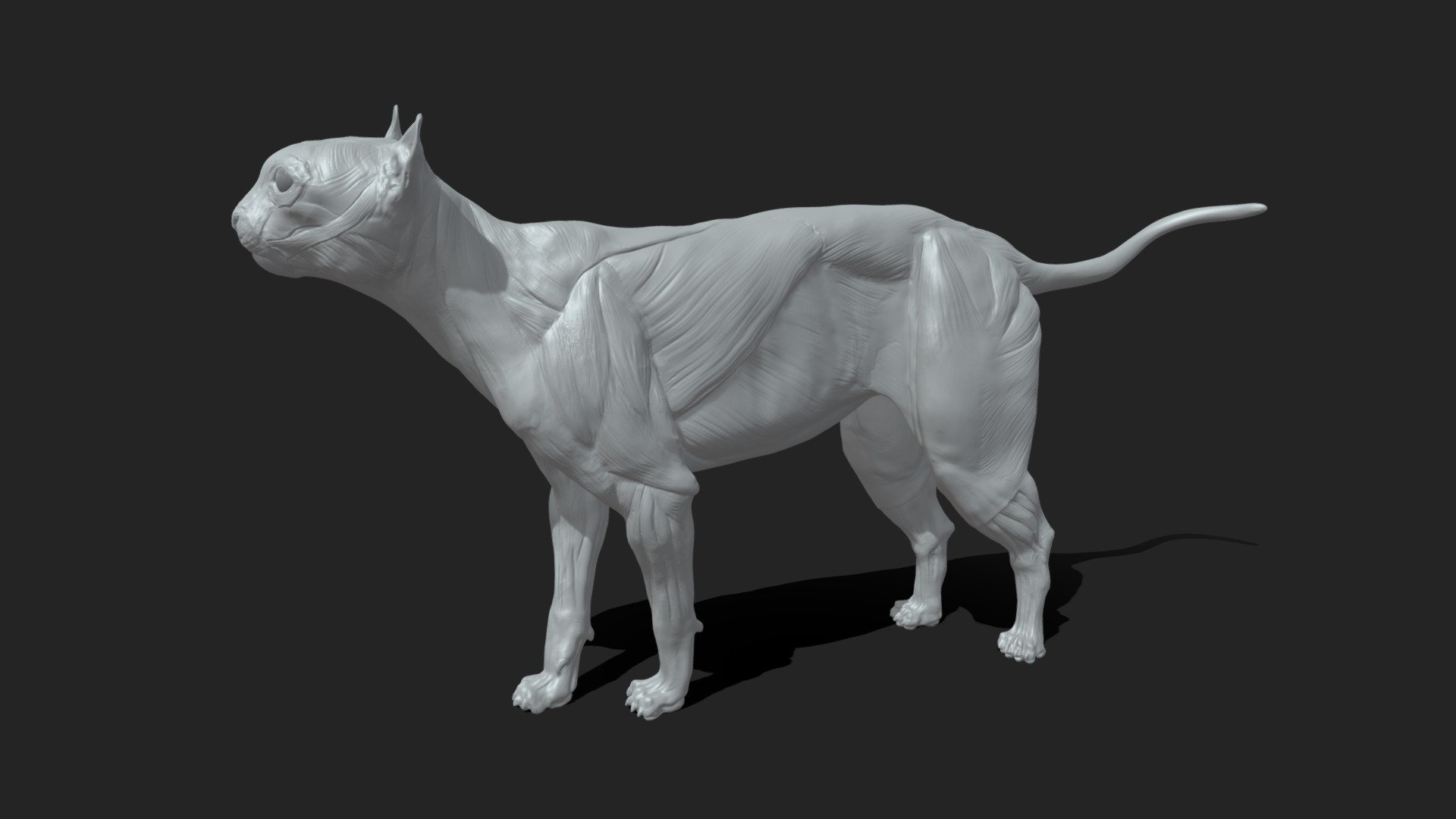 Cat Anatomy - Buy Royalty Free 3D model by SA Anatomy (@saanatomy ...