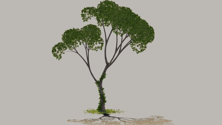 Branch 3D models - Sketchfab