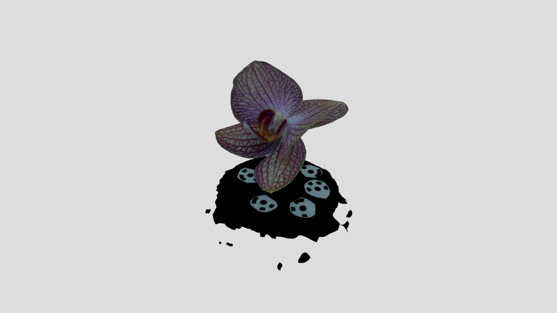 Orchid With Texture - Download Free 3D model by NinaPhotogrammetry ...