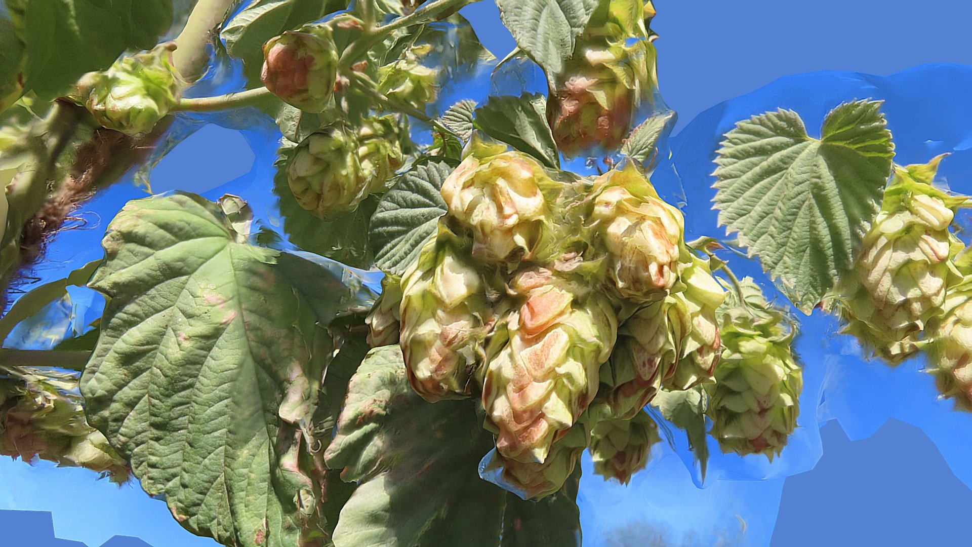 Ripe Hops - Buy Royalty Free 3D model by John Toeppen (@toeppen ...