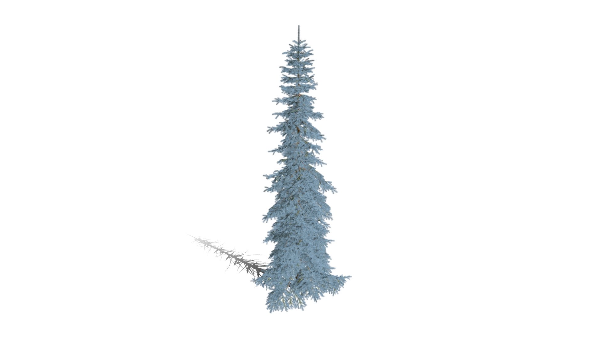 Realistic HD Colorado Blue spruce Koster (4/43) - Buy Royalty Free 3D ...