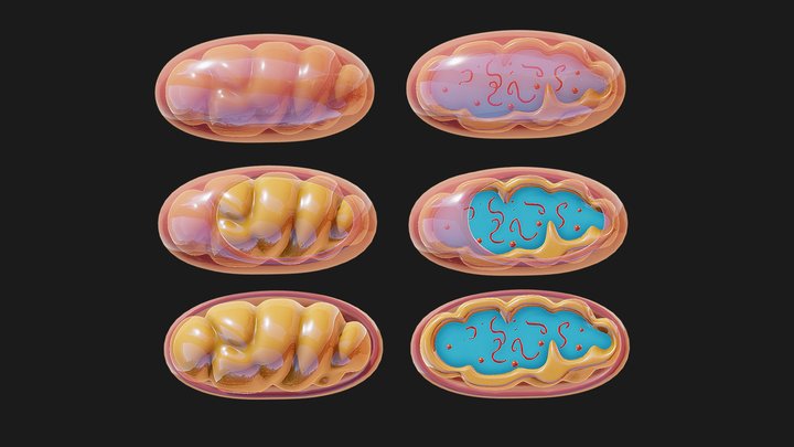 Ribosome 3D models - Sketchfab