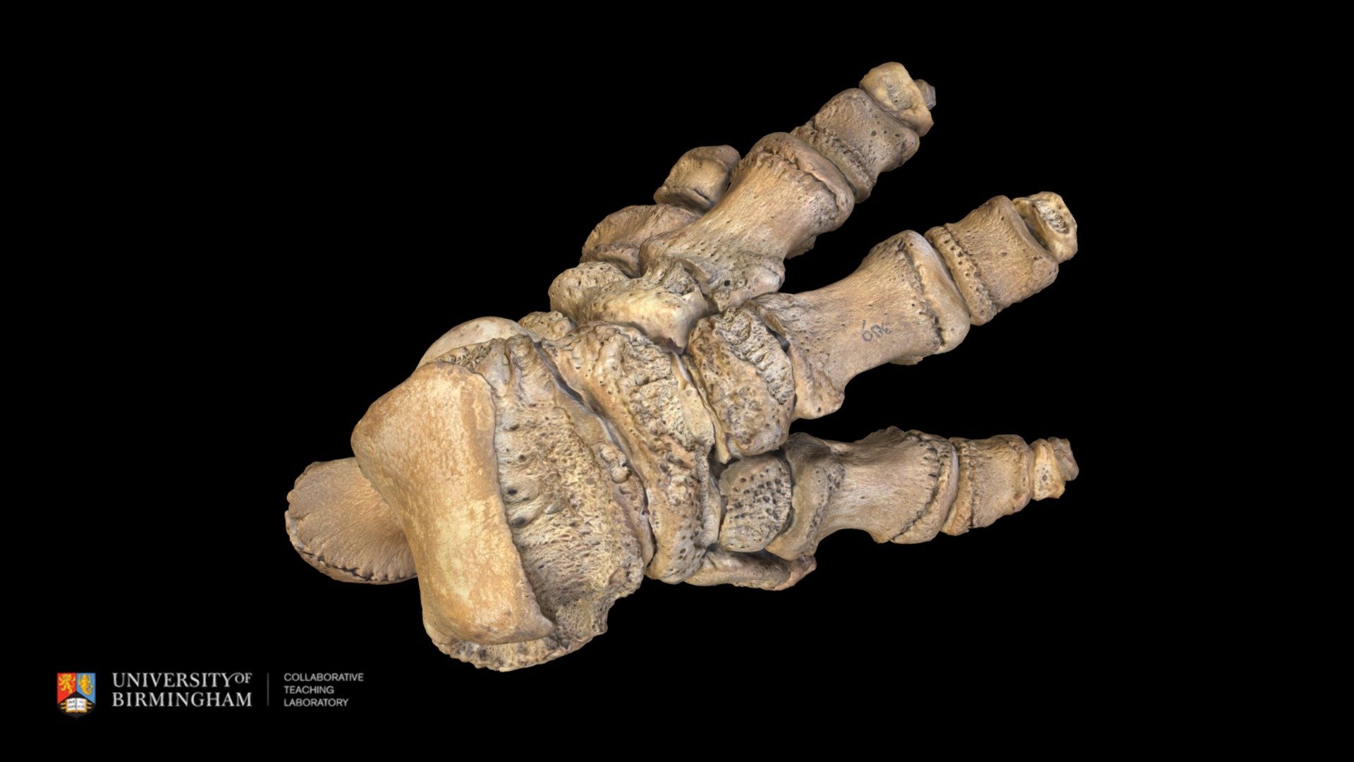 African Bush Elephant Foot - 3D model by CTL, University of Birmingham ...