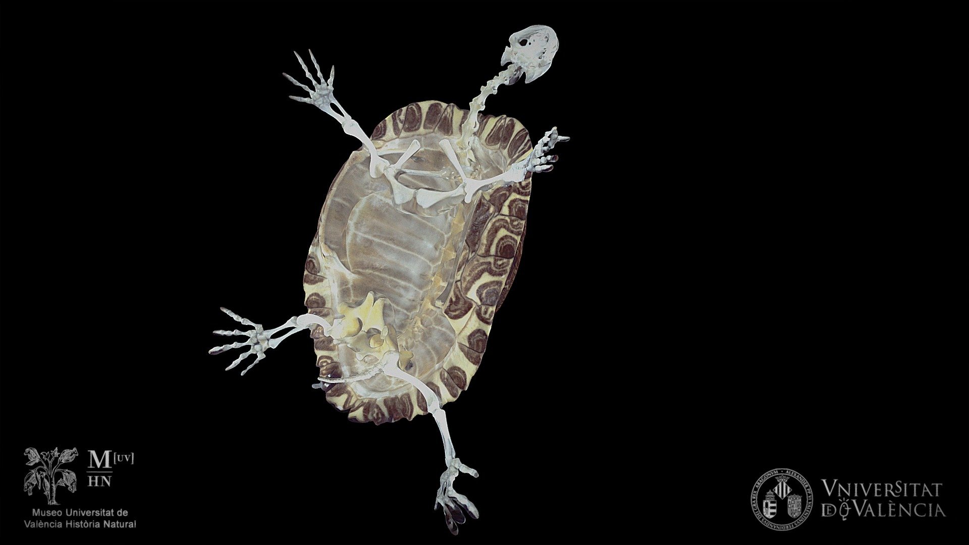 Esqueleto_Trachemys scripta elegans - Download Free 3D model by Museo ...