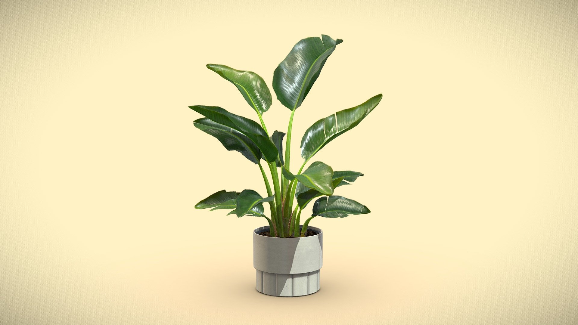Small Strelitzia Plant - Buy Royalty Free 3D model by AllQuad [0b117d9 ...
