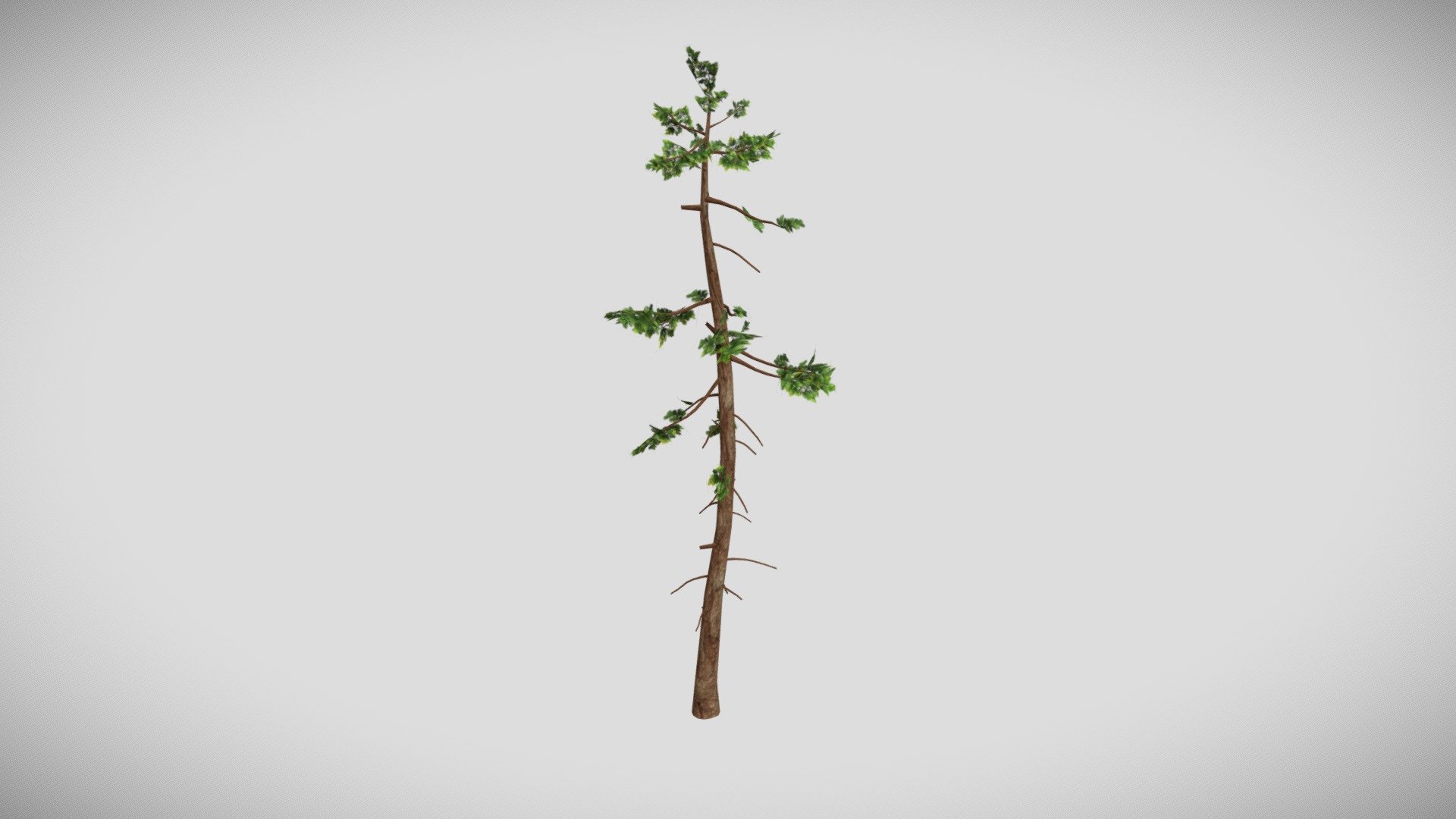 Doug Fir04 - 3D model by artofjohnmoran [0b15641] - Sketchfab