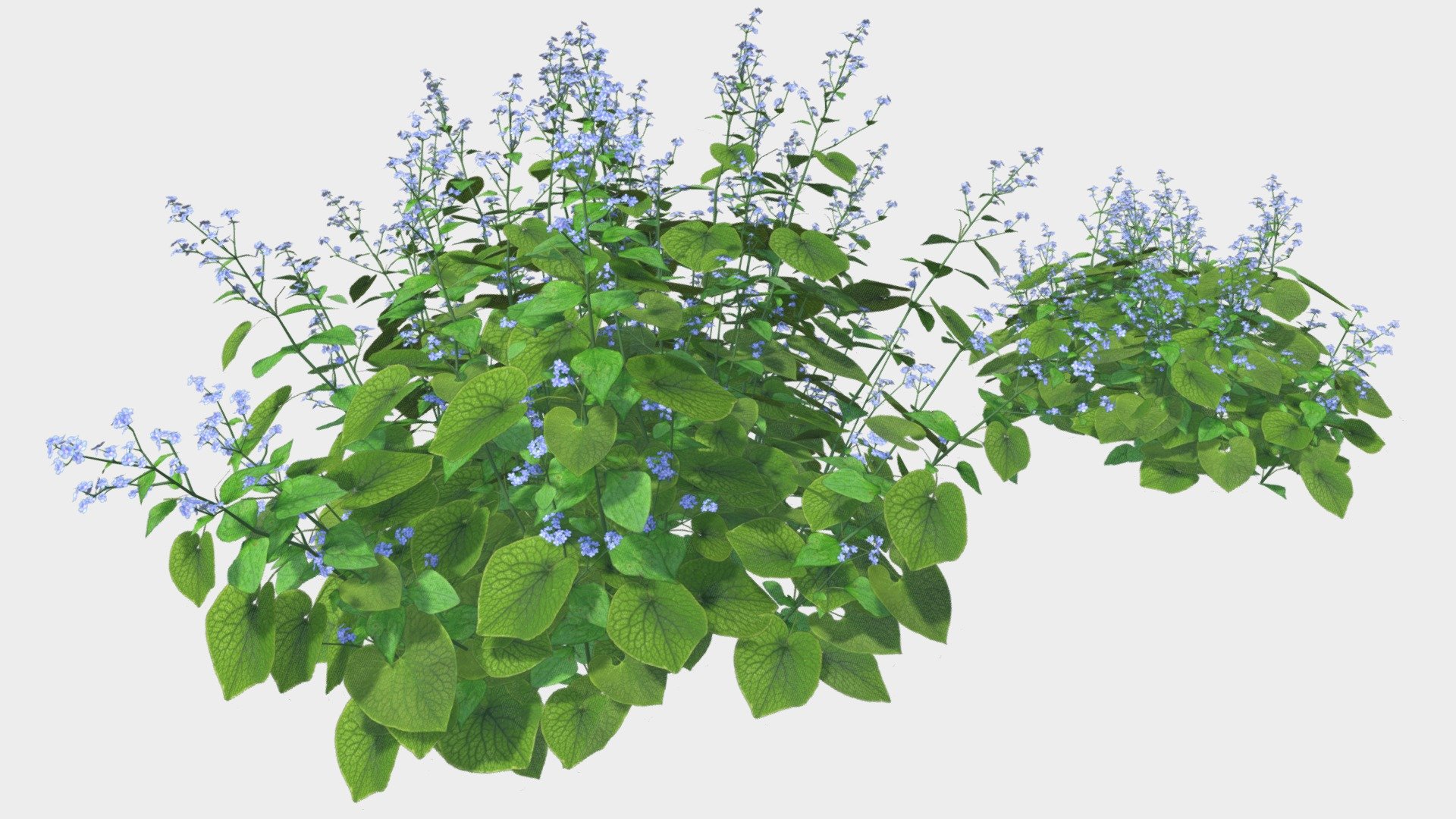 Brunnera Macrophylla - Buy Royalty Free 3D model by Nico van der Noll ...