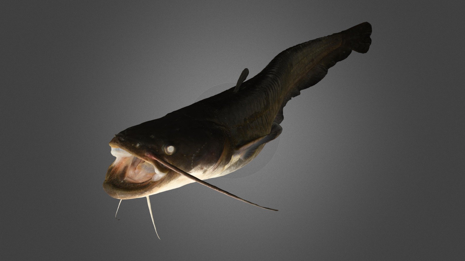 ナマズ 🐟 Amur Catfish, Silurus asotus - Download Free 3D model by ffish ...