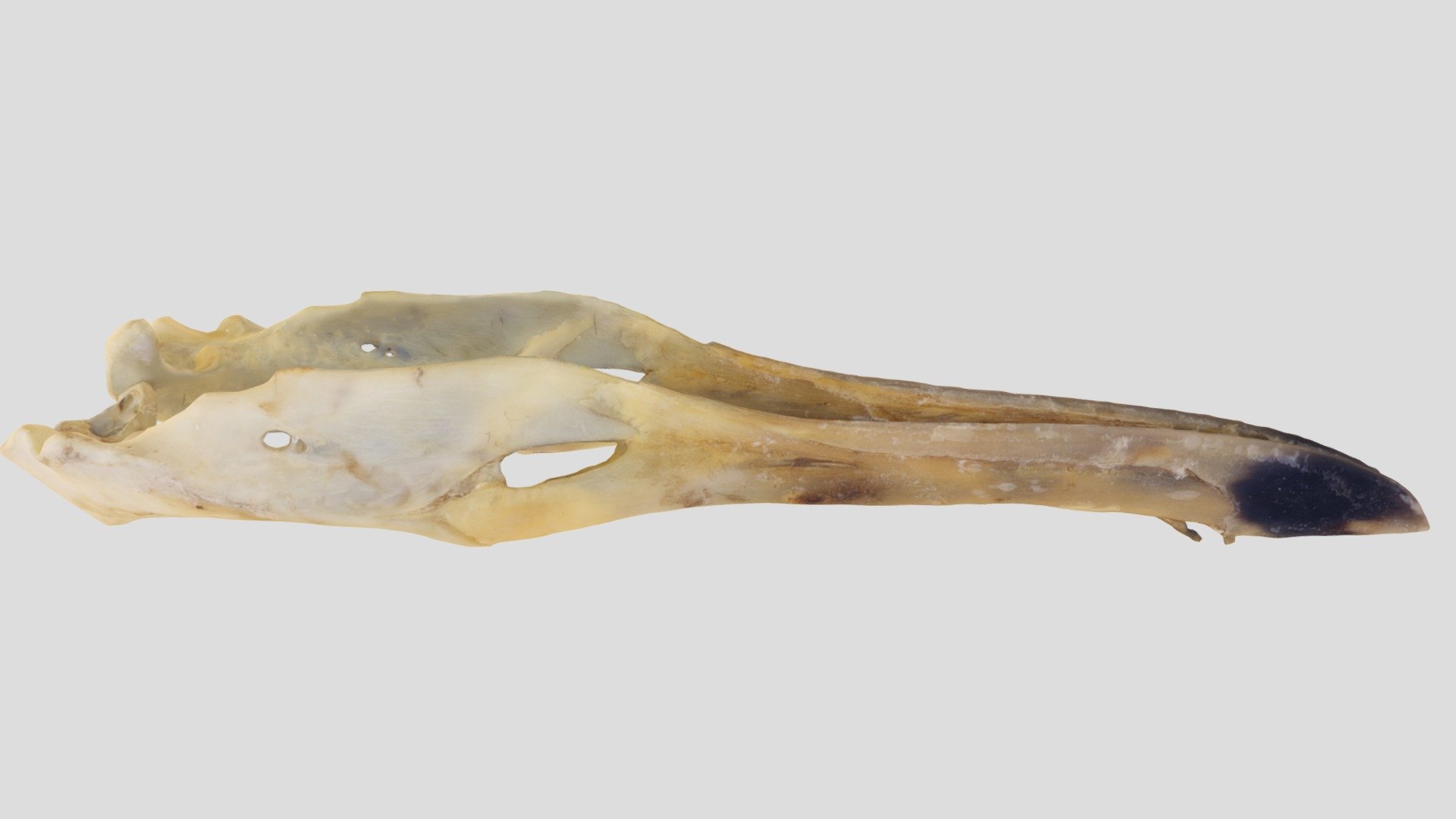 UWYMV:Bird:1206, Larus californicus, Mandible - Download Free 3D model ...