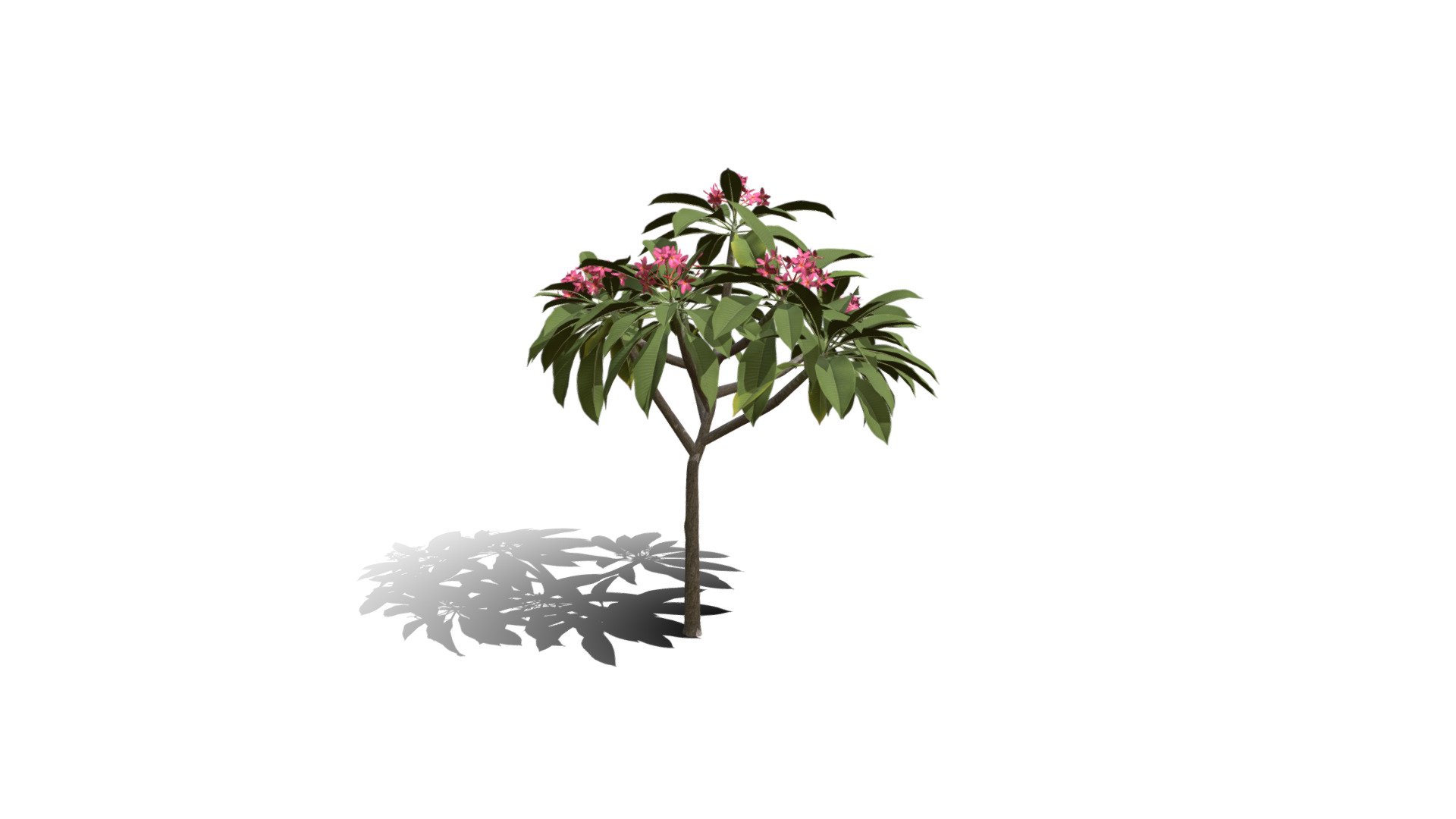 Realistic HD Frangipani tree (21/50) - Download Free 3D model by ...