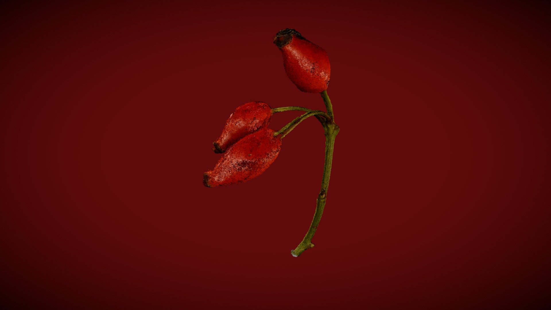 Rosehip bud - Download Free 3D model by richjonesphotog [0b2dc5a ...