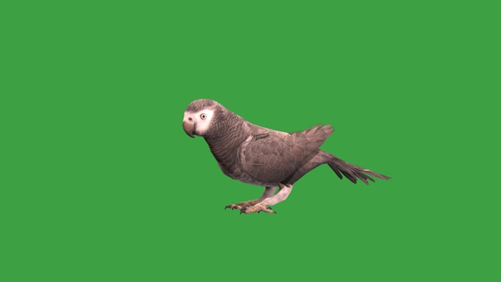 African-macaw 3D models - Sketchfab