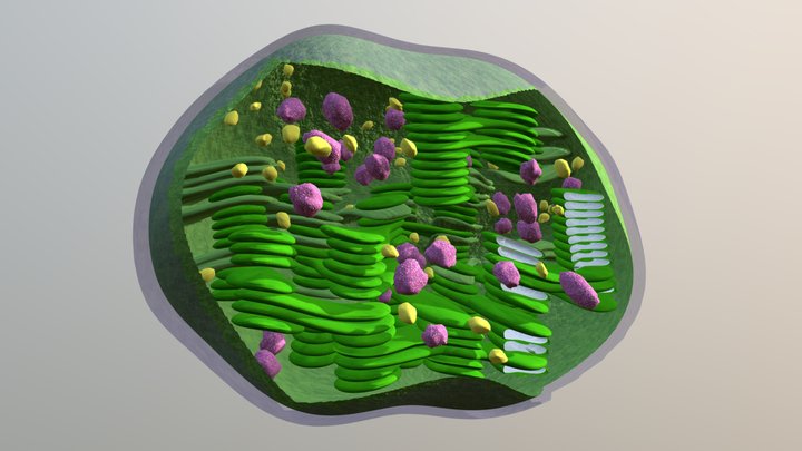 Chloroplast 3D models - Sketchfab