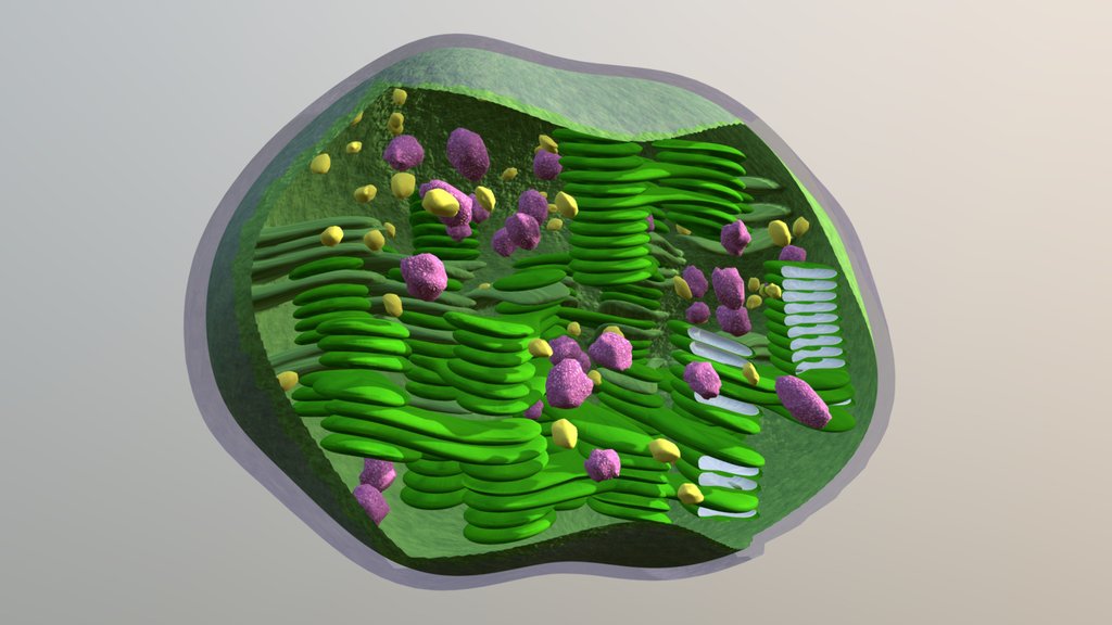 Biology - A 3D model collection by Sereib - Sketchfab