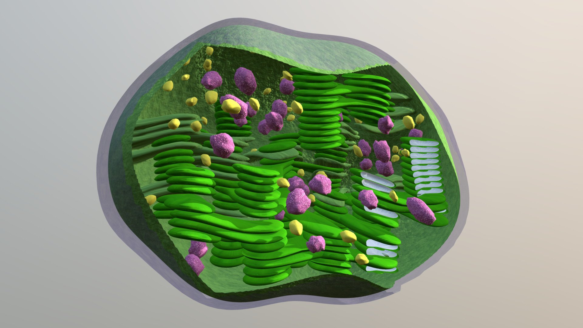 Chloroplast - Buy Royalty Free 3D model by Sereib [0b3496d] - Sketchfab ...