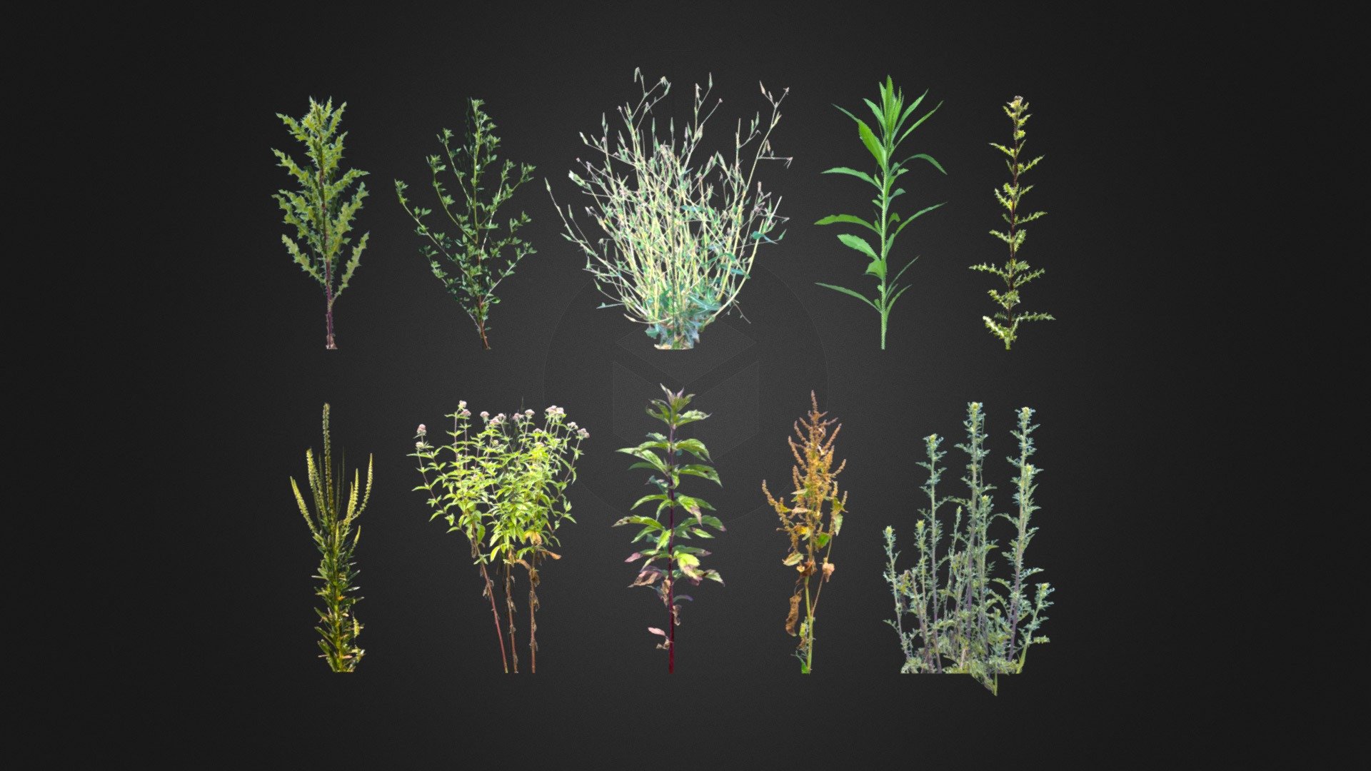 Small plant set - Buy Royalty Free 3D model by adam127 [0b36077 ...