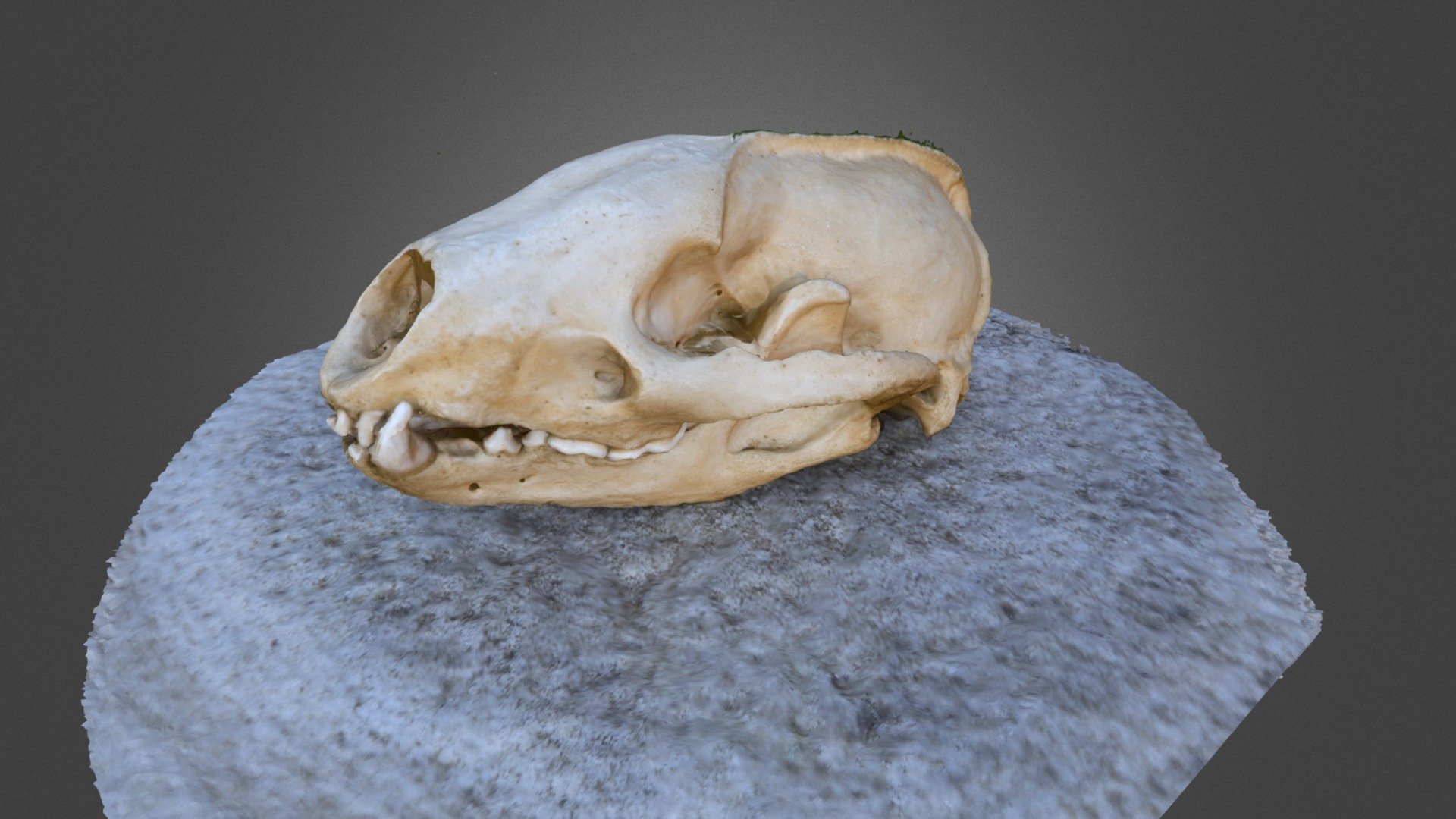 Badger Skull - 3D model by Ciarán (@ciarandavis) [0b4659c] - Sketchfab
