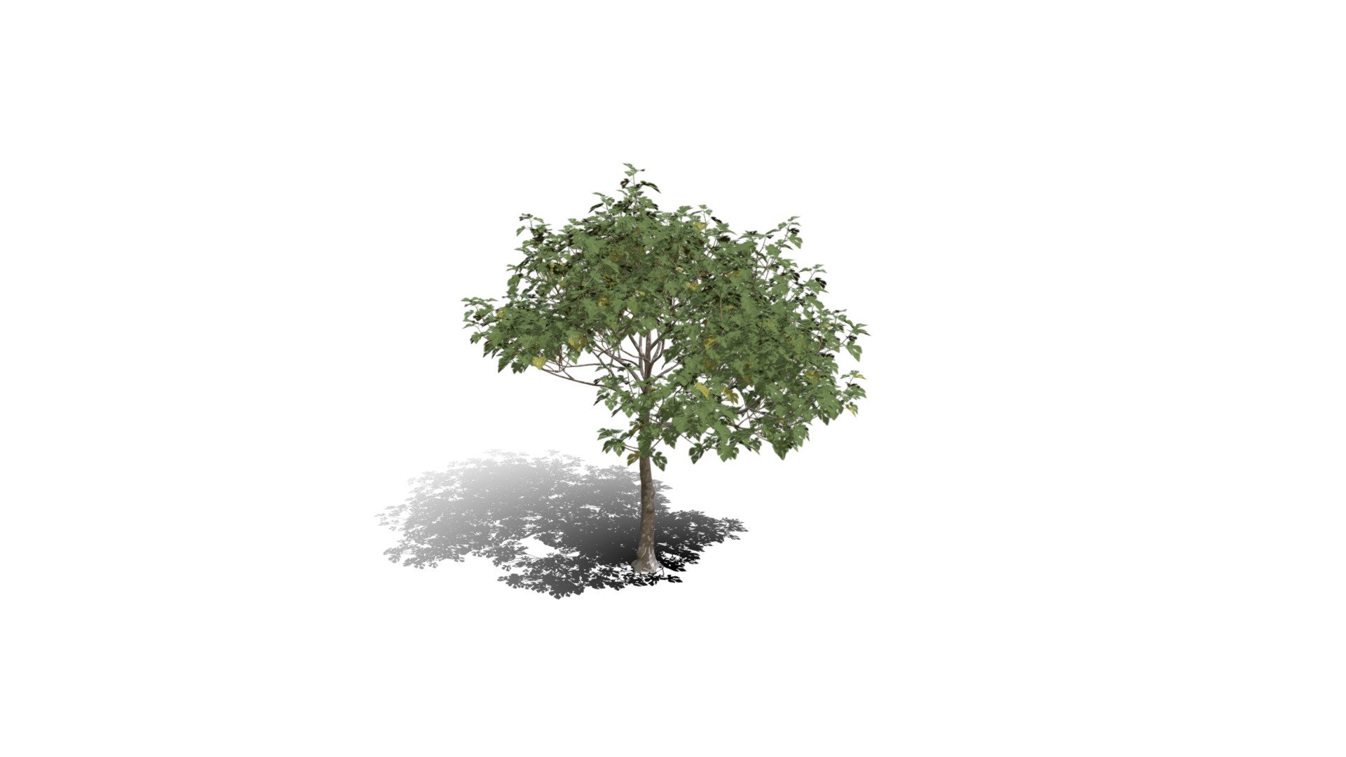 Realistic HD Common fig tree (24/30) - Download Free 3D model by ...