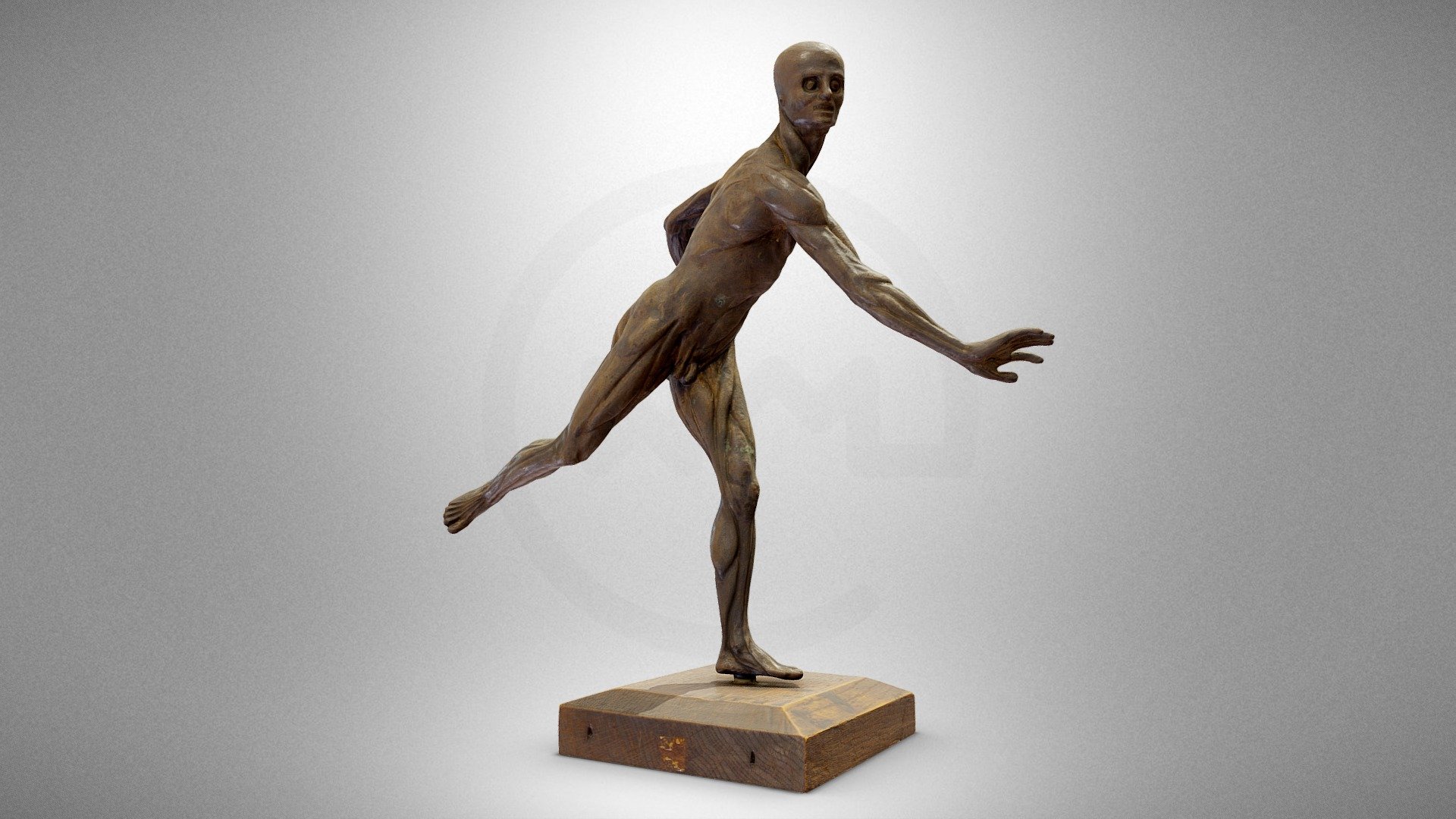 Anatomical figure – écorché - Download Free 3D model by Virtual Museums ...
