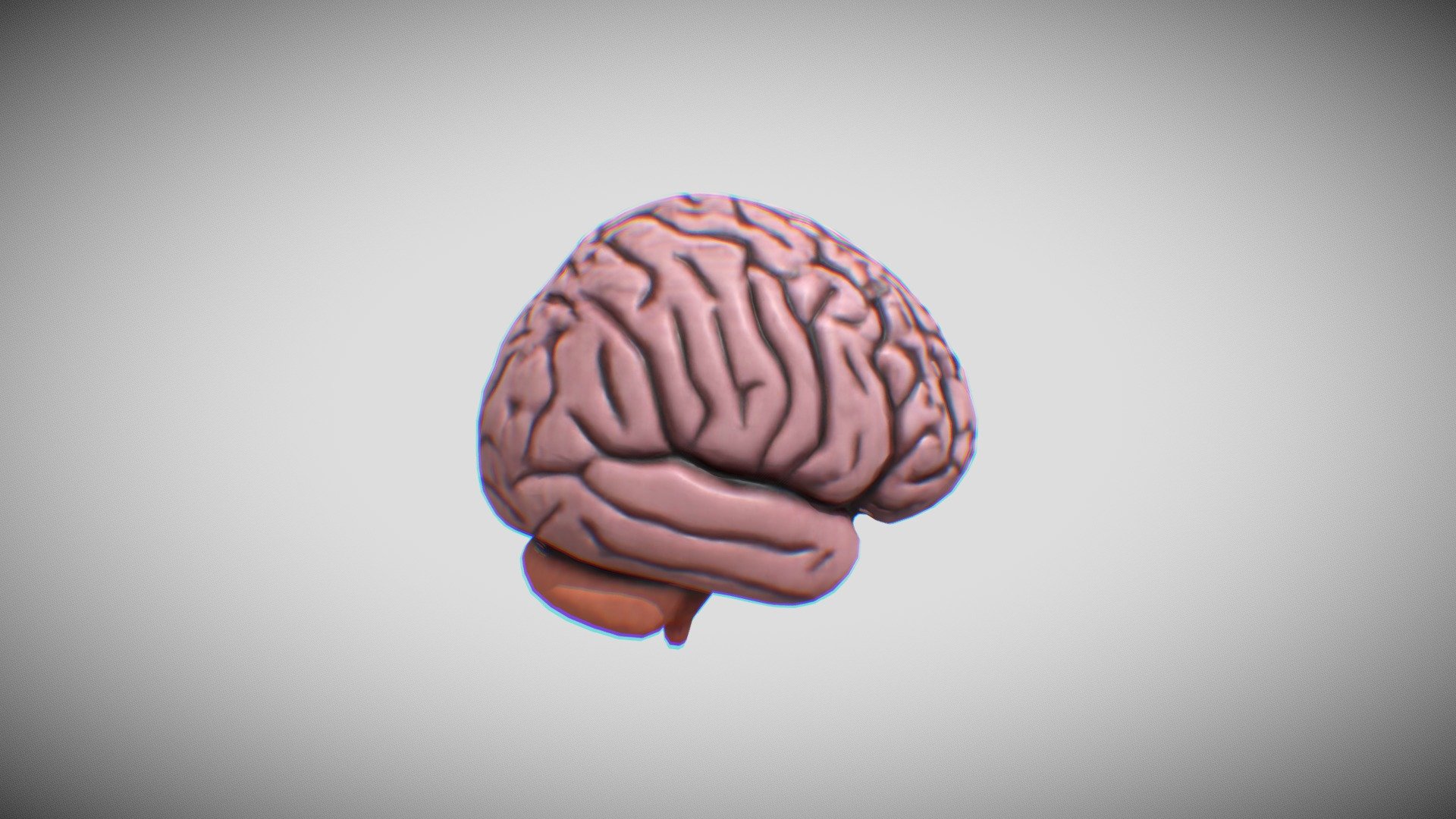 brain - Download Free 3D model by 4D_Newbie [0b4c011] - Sketchfab