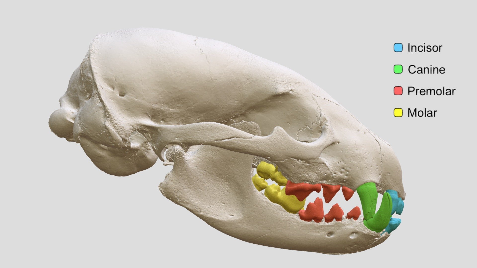 Taxidea taxus (MSB:Mamm:214951) - 3D model by Biodiversity [0b4c582 ...