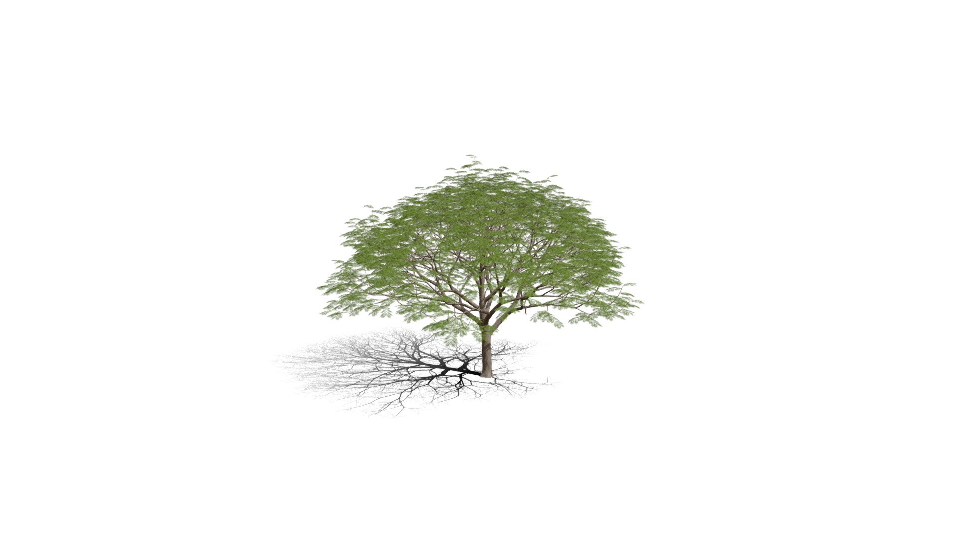 Realistic HD Chinese flame tree (14/20) - Download Free 3D model by ...