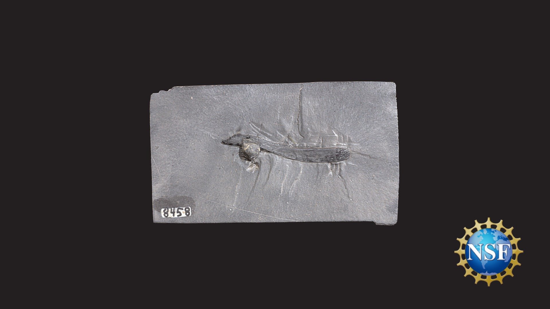CMNH 8458 Micro Arthrodire Infragnathal - 3D model by Cleveland Museum ...