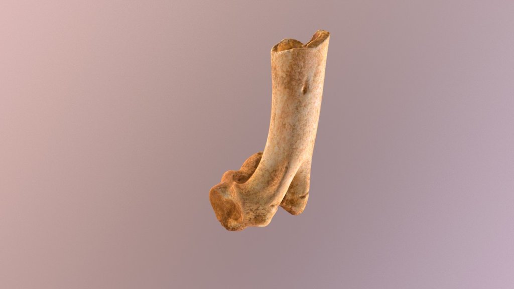 Pig Humerus (VCU_3D_2787) - Download Free 3D model by Virtual Curation ...