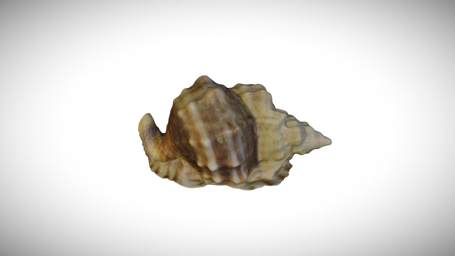 Distorsio anus / CASIZ 94003 - 3D model by California Academy of ...