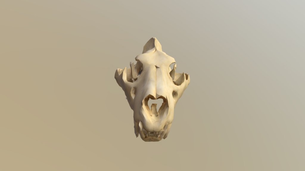 Lion skull - 3D model by perezr [0b54d4b] - Sketchfab