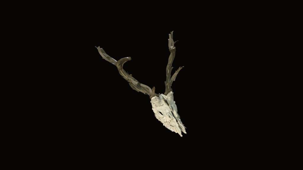 stag skull - 3D model by captainmonkeyhat [0b57c88] - Sketchfab