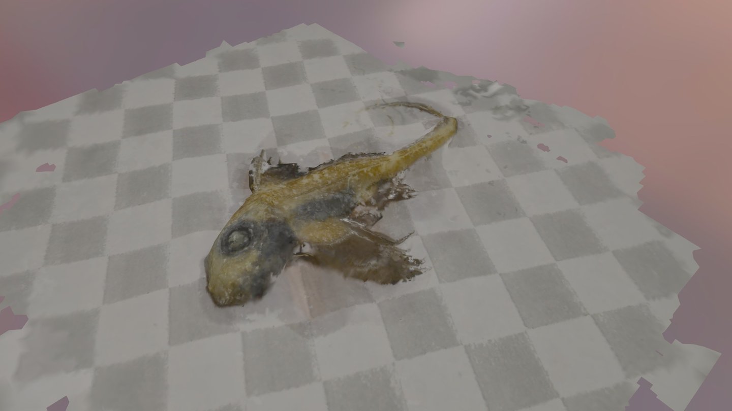 Chimera 2 RM - 3D model by aberdeenmarinestudents [0b5b523] - Sketchfab