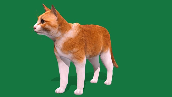 Orange-cat 3D models - Sketchfab