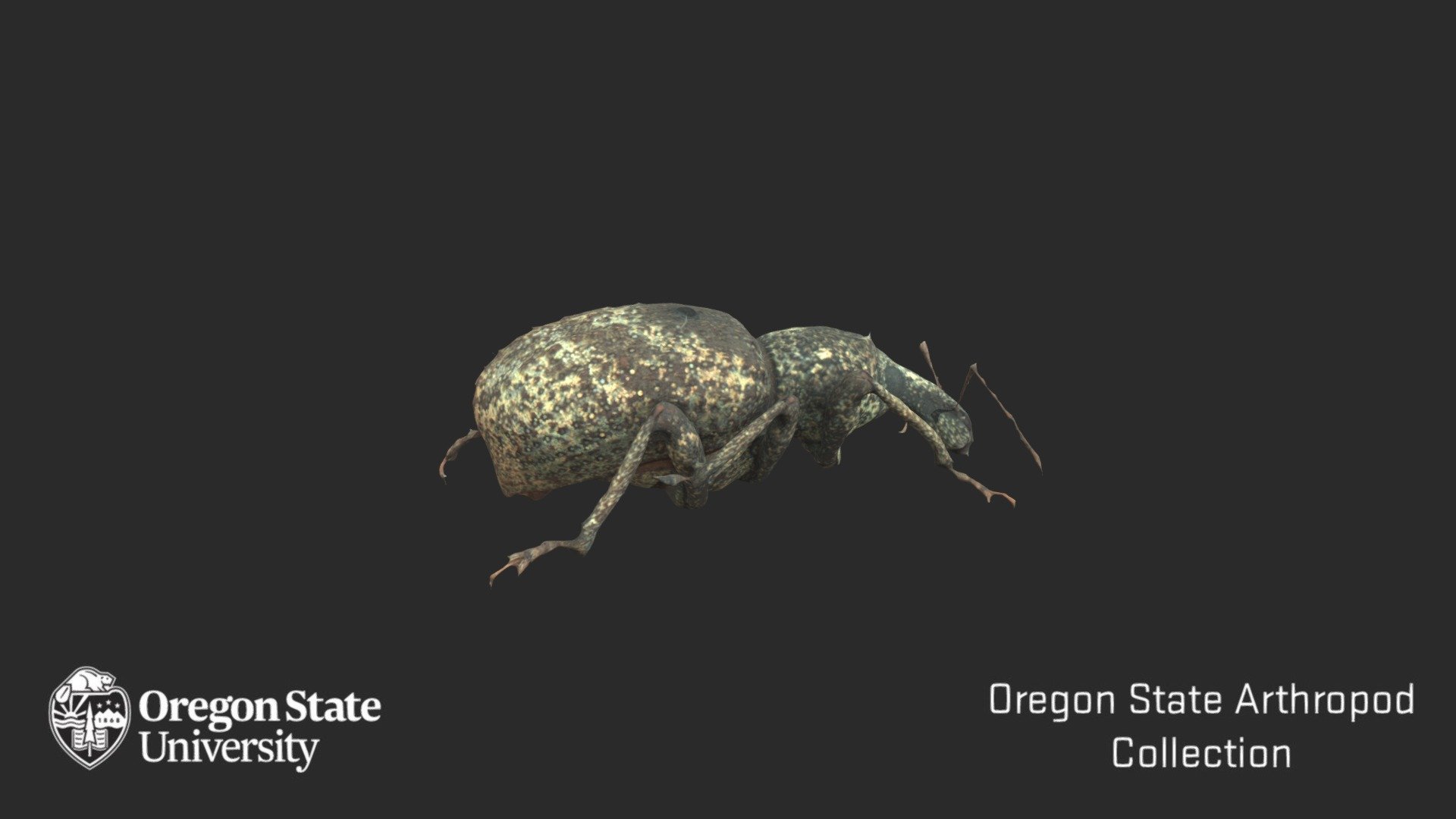 Weevil - Download Free 3D model by Oregon State University | Ecampus ...