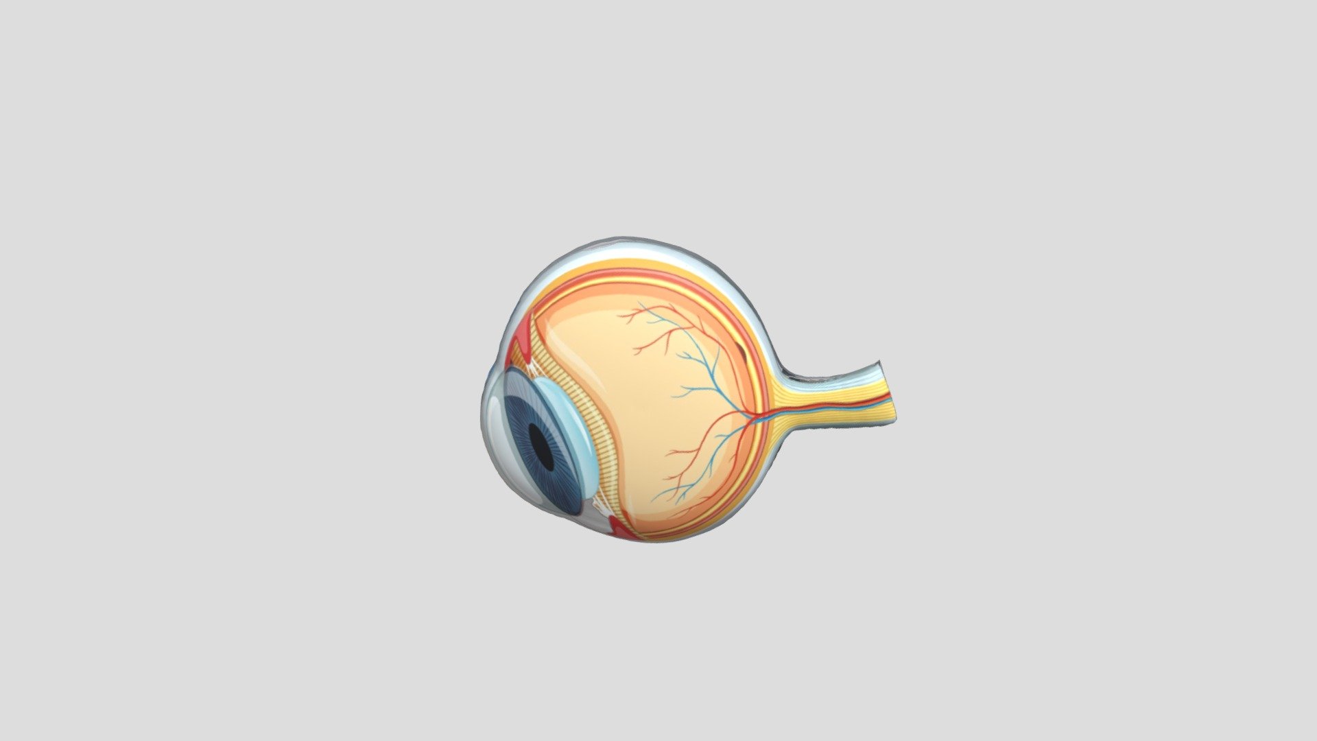 Bagian-bagian Mata dan Fungsinya - 3D model by silvianingsih190721 ...
