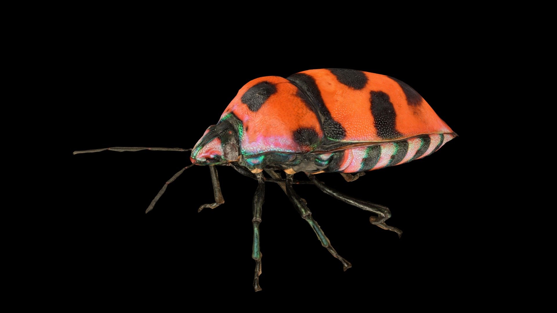 CC0 オオキンカメムシ Skull Beetle, Eucorysses grandis - Download Free 3D model ...