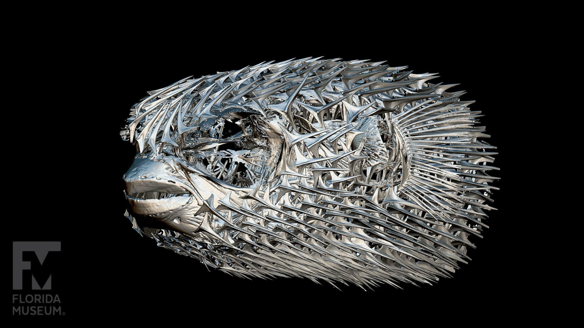 Spot-fin porcupinefish - 3D model by FloridaMuseum [0b72af6] - Sketchfab