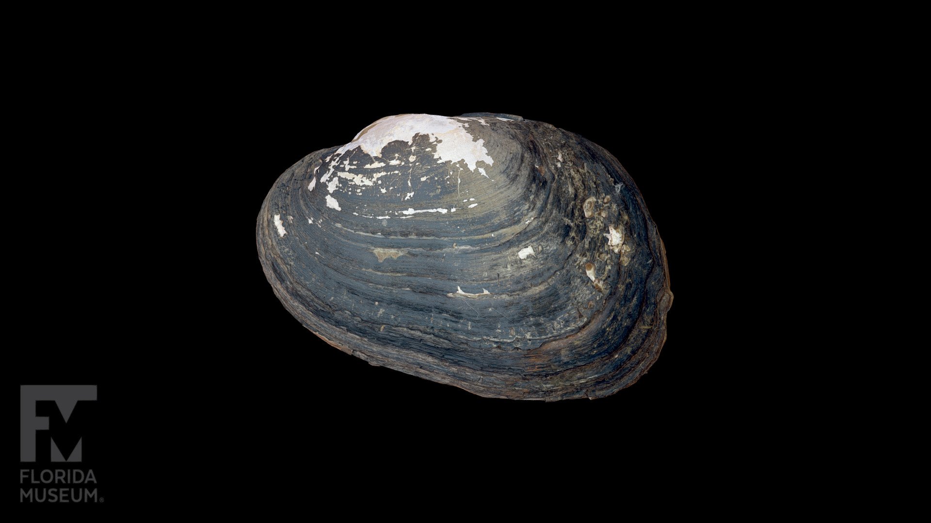 Pseudodon thomsoni - Freshwater Mussel - 3D model by FloridaMuseum ...