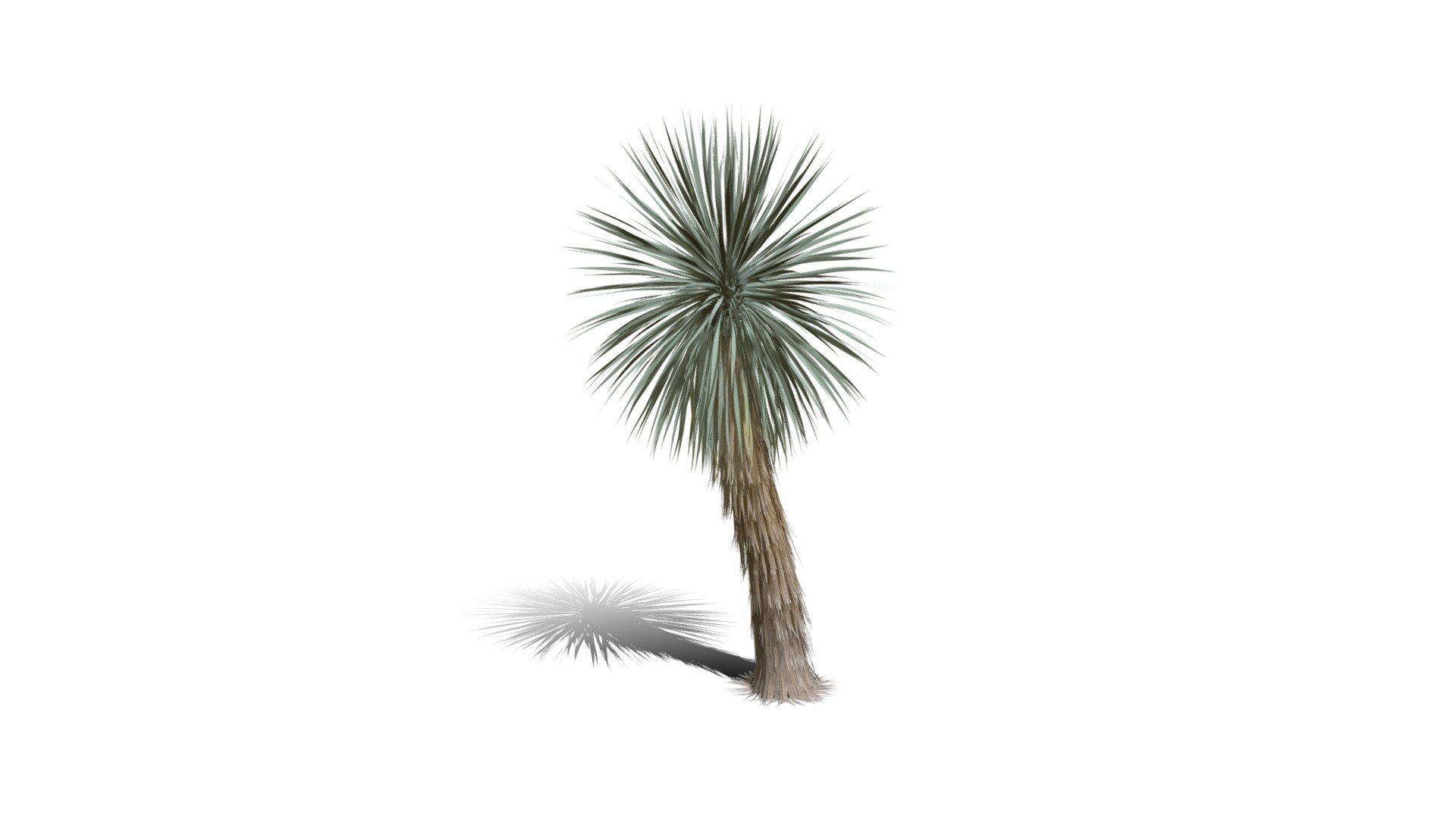 Realistic HD Beaked yucca (23/30) - Download Free 3D model by ...