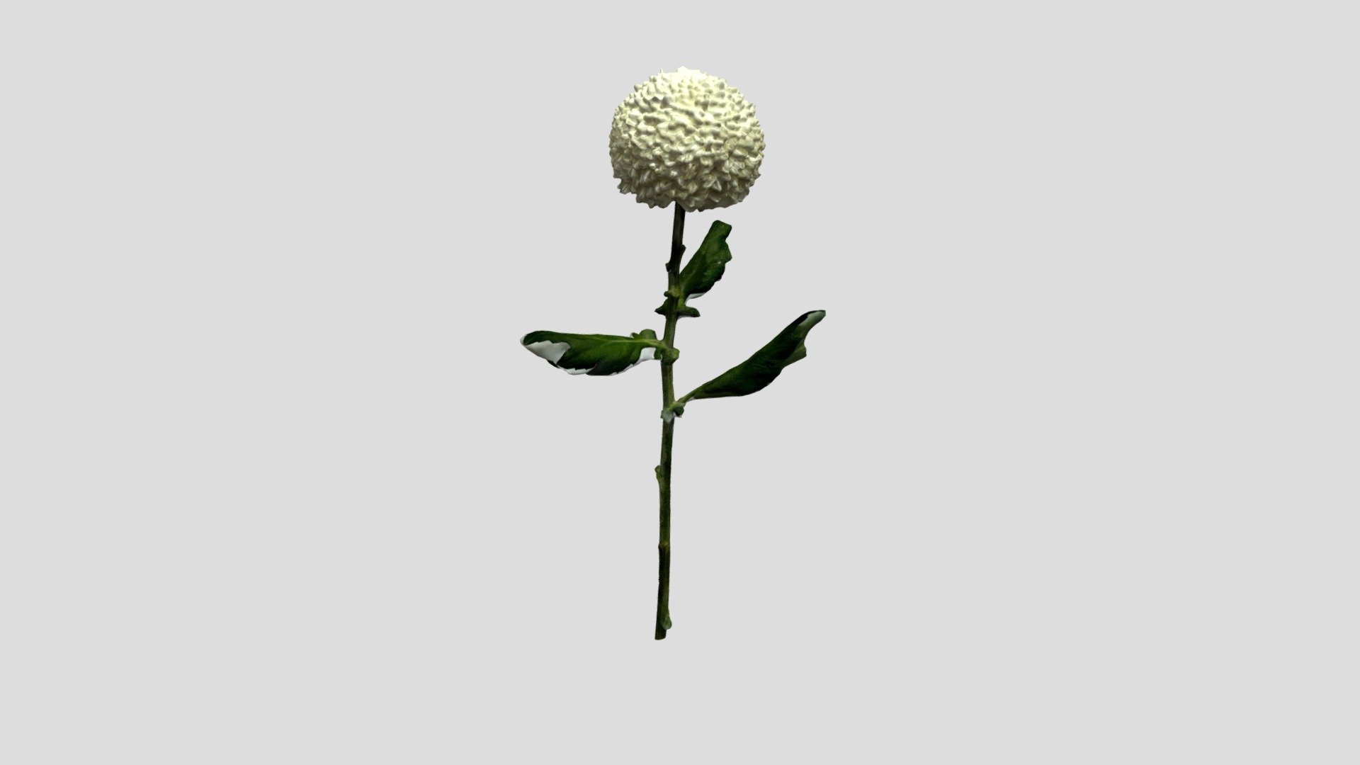 White Pompon Mum - Download Free 3D model by Yoyuan Tech (@yoyuan ...
